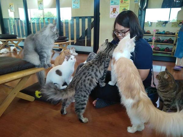 9 คาเฟ่แมวในกรุงเทพฯ จุดนัดพบของบรรดาทาสแมว